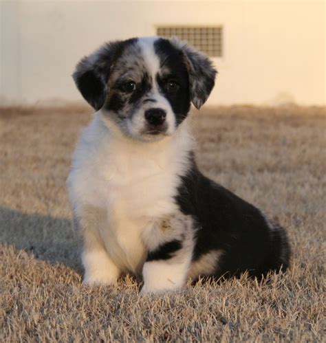 Mini Australian Shepherds 31 Sadie Bugs Auggie Puppies And Corgi