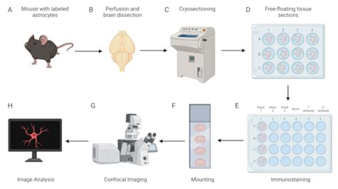 Immunostaining Of Fluorescently Labeled Astrocytes In A Mouse Brain