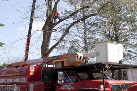 Tree Removal Service In NJ