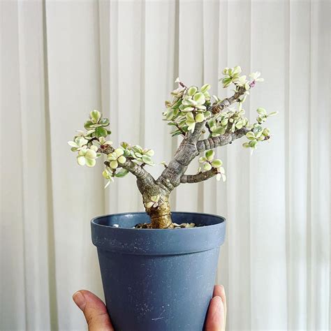 Plant FAQs: Portulacaria Afra Variegata