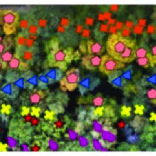 GPS Coordinates For The Tree Species In The Woodland Boundary Download Scientific Diagram