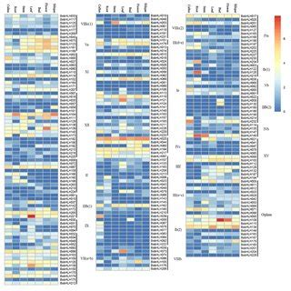 Expression Profiles Of BobHLH Genes Heat Map Representation Of BobHLH