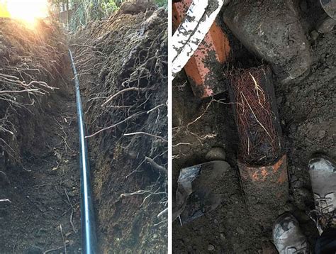 Root Removal North Shore Root Infiltration Budget Drainage
