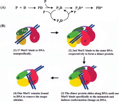Sequential Dimer Binding Model For Muty Binding To Dna A Formation Of