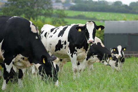 Kerry Dairy Launches Oat And Dairy Blended Product Range Agriland Ie