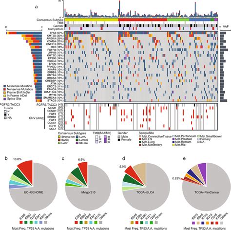 Targeted Dna Sequencing Analysis Demonstrates A High Prevalence Of Tp53 Download Scientific