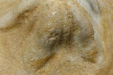 6 4 Miocene Fossil Echinoid Clypeaster Taza Morocco 174363 For Sale