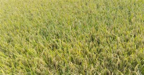 ប្រធានមន្ទីរកសិកម្មខេត្តកំពង់ធំថា ការបង្កបង្កើនផលស្រូវប្រដេញទឹក និងស្រូវប្រាំង