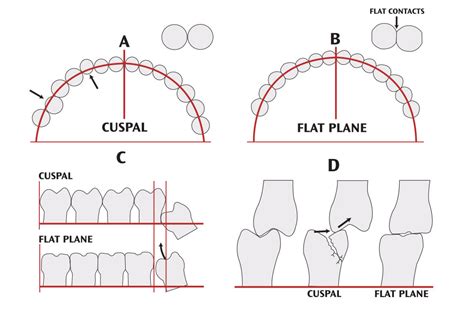 The Evolution Of Human Occlusion Ancient Clinical Tips For Modern Dentists