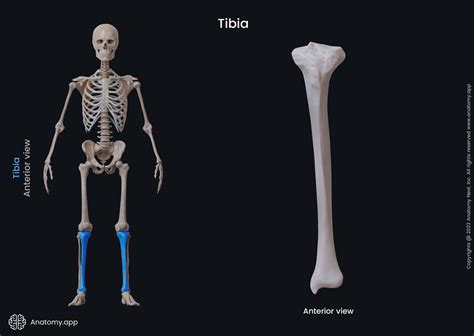Tibia Anatomy App
