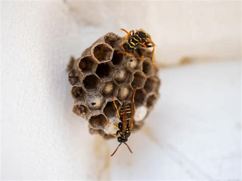 Premium Photo Closeup Of A Flat Wasp Nest With Wasps And Larvae