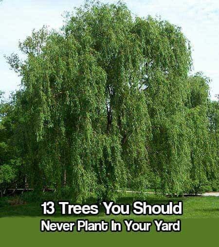Trees You Shouldn T Never Plant In Your Yard Lawn And Garden Garden Trees Dream Garden
