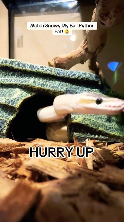 Watch My Ball Python Try And Fail To Eat Funny Attempt Youtube