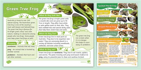 Australian Frogs Fact Files Teacher Made Twinkl