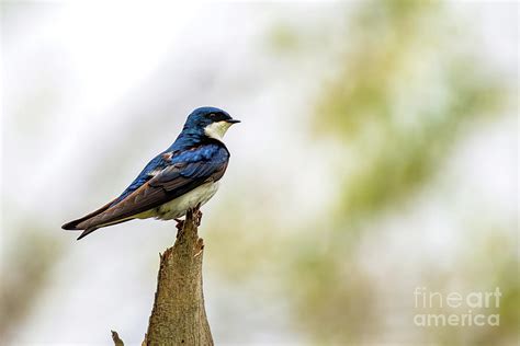 Tree Swallow Photograph By Jennifer Jenson Fine Art America Tree Swallow Photograph By Jennifer Jenson Fine Art America