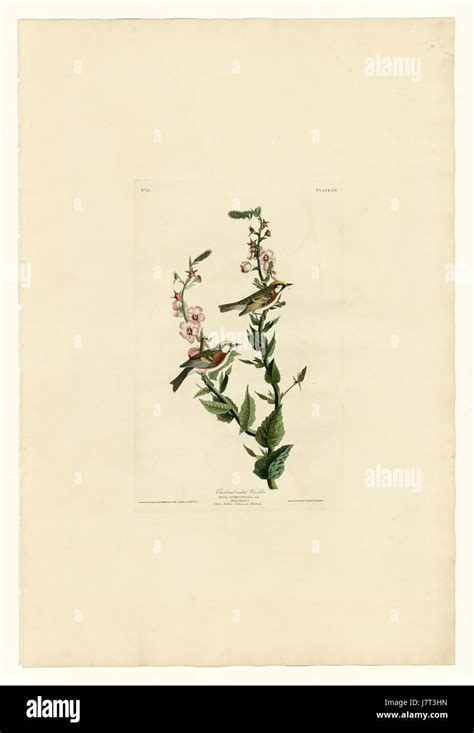 The Chestnut Sided Warbler Is A Small Migratory Songbird Known For Its Distinctive Plumage With