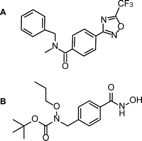 Biology And Pathogenesis Of Acanthamoeba Parasites