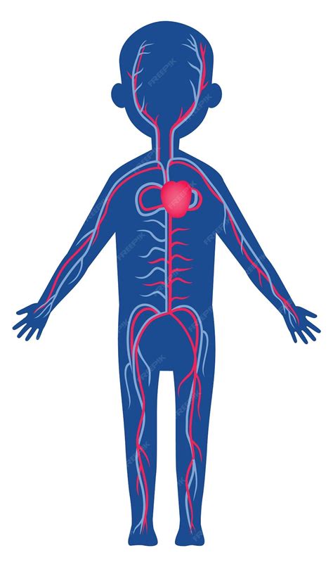 心血管系のイラスト 心臓と血液循環の解剖学 プレミアムベクター