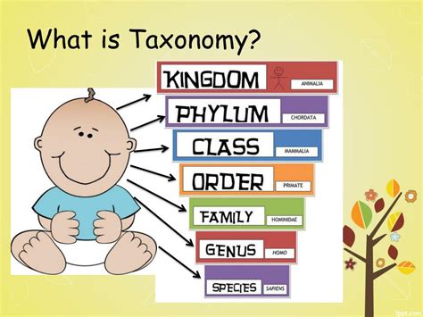 Ppt Taxonomy Powerpoint Presentation Free Download Id3140943