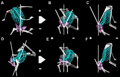 Figure 2 From Comparison Of Trunk And Pelvic Kinematics In Youth Baseball Pitchers With And