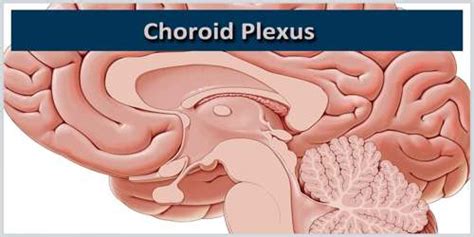 Choroid Plexus Assignment Point Choroid Plexus Assignment Point
