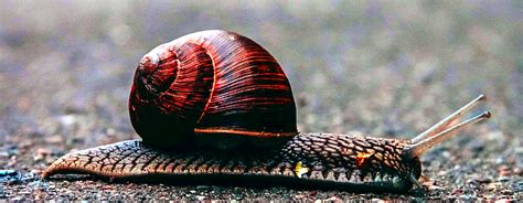 Retbleed Security Fix Makes Linux Go Slower Security Boulevard