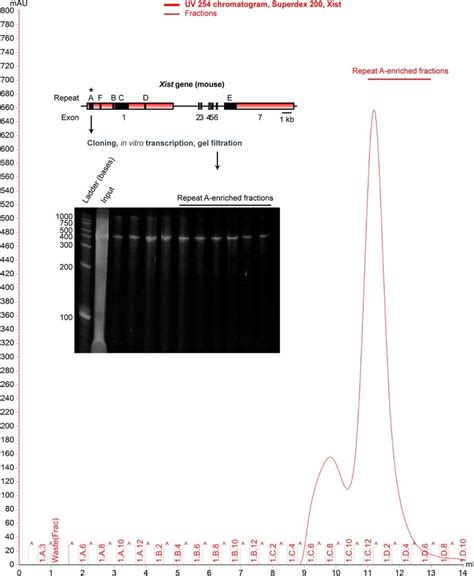 Purification Of Xist Repa Rna A 431 Repeat A Fragment Of Xist Rna Was