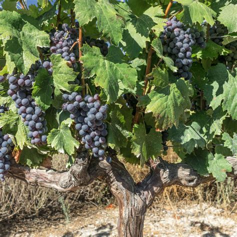 Uva Vivero El Encanto