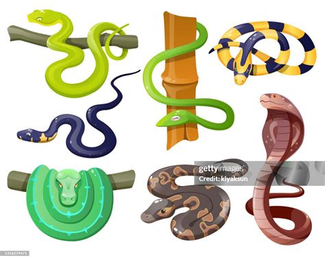 Snakes Wild Tropical Serpents Python And Cobra High Res Vector Graphic