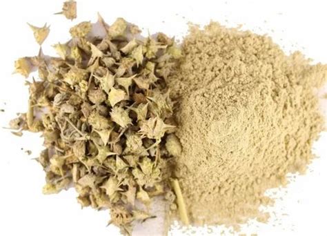 Gokhru Powder Kg At Kg In Dindigul ID