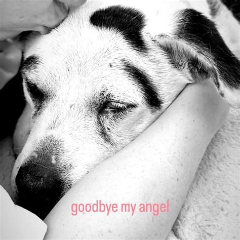 اشک های بیلی آیلیش در غم از دست دادن سگش