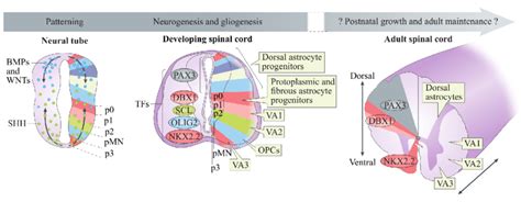 13 Developmental Patterning Of Spinal Cord Astrocytes The Embryonic