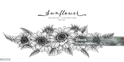 자연 디자인 요소 흑백 해바라기 식물 삽화 빈티지 플로럴 클립 아트 핸드 그린 그룹 흰색 배경에 고립 된 라인 아트와 꽃 그리기 및 스케치 0명에 대한 스톡 벡터 아트 및