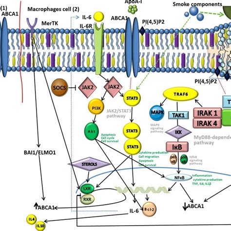 Pdf Participation Of Abca1 Transporter In Pathogenesis Of Chronic