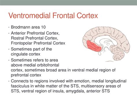Ppt Prefrontal Cortex Powerpoint Presentation Free Download Id2259553