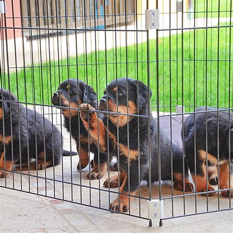 Köpek Eğitim Kafesi Ferplast