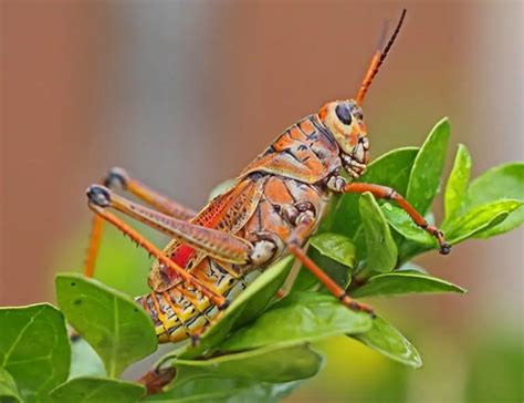17 Types Of Grasshoppers Species Facts And Photos