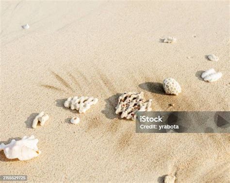 골든 비치 모래에 조개껍데기와 산호 야자수 잎 그림자가 있는 자연스러운 베이지색 모래 배경에 배열된 조개껍데기와 산호 조각의 자연 정물 복사 공간 미니멀 스타일 뉴트럴 톤
