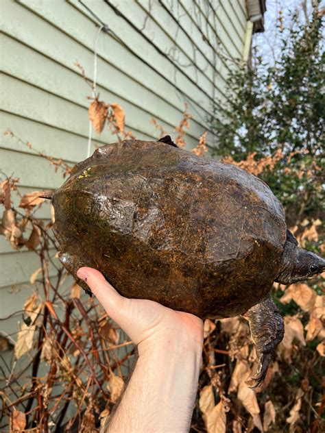 Flat Shell Turtles For Sale American Reptile Distributors