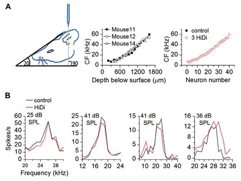 Frontiers Midbrain Local Circuits Shape Sound Intensity Codes