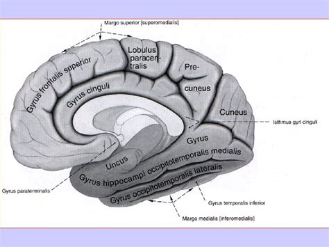 Telencephalic Cortex Nomenclature Paleocortex Archicortex Allocortex