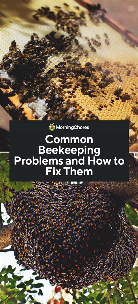 Common Bee Problems Pests And Diseases And How To Fix Them