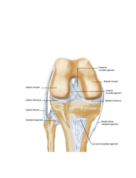 Rcsi Drawing Knee Joint From Anterior English Labels Anatomytool