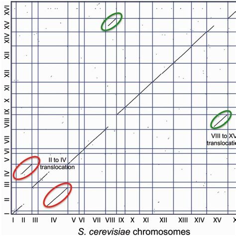 Schematic Representation Of Saccharomyces Eubayanus Fm1318 And