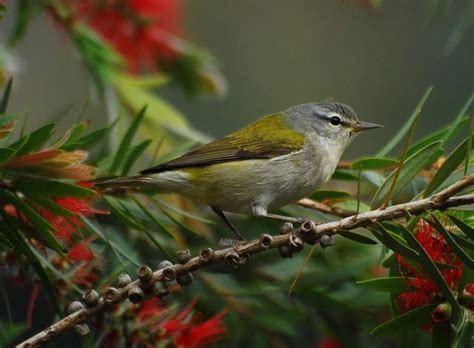 Warblers In California Id And Song Guide