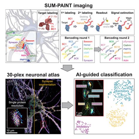 Spatial Proteomics In Neurons At Single Protein Resolution Cell