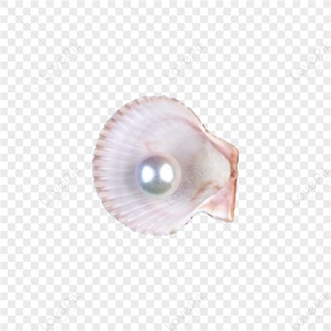 고급스러운 진주 매끄러운 질감 부채꼴 쉘호화스러운빛나는 Png 일러스트 무료 다운로드 Lovepik