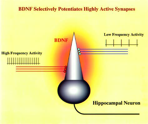 Presynaptic Modulation Of Synaptic Transmission And Plasticity By Brain Derived Neurotrophic