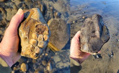 Third 20 Million Year Old Hippo Like Fossil Found On The Or Coast In 2