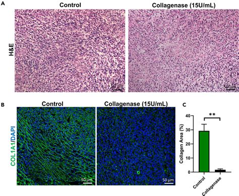 Experimental Approaches Analysis Of The Extracellular Matrix